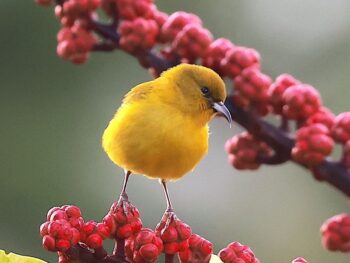 Oahu Endemic Birding Adventure | Hawaii Bird Tours