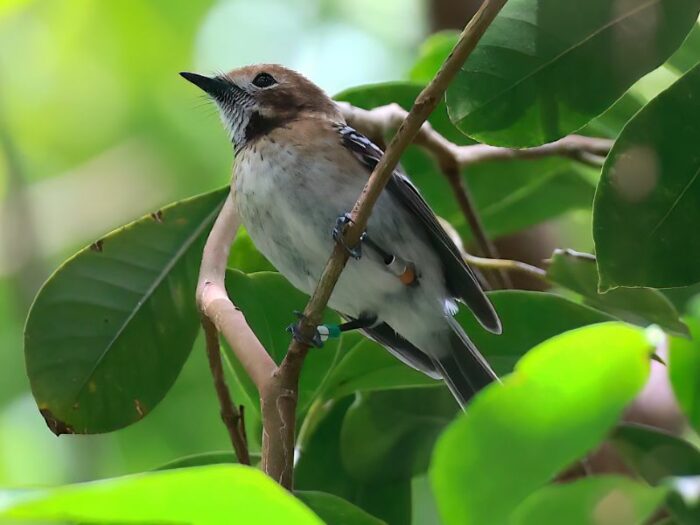 Oahu Endemic Birding Adventure | Hawaii Bird Tours