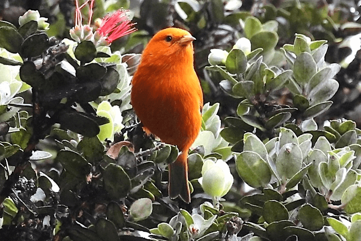 Hawaii 2023: Jonathan’s Trip Report | Hawaii Bird Tours