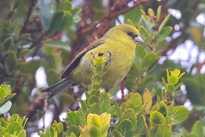 Hawaii 2023: Jonathan’s Trip Report | Hawaii Bird Tours
