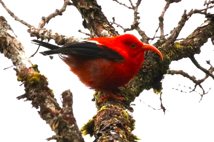 Hawaii 2023: Jonathan’s Trip Report | Hawaii Bird Tours