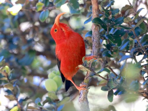 Big Island Endemic Birding Adventure | Hawaii Bird Tours