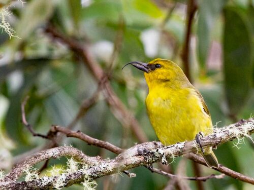 Big Island Endemic Birding Adventure | Hawaii Bird Tours