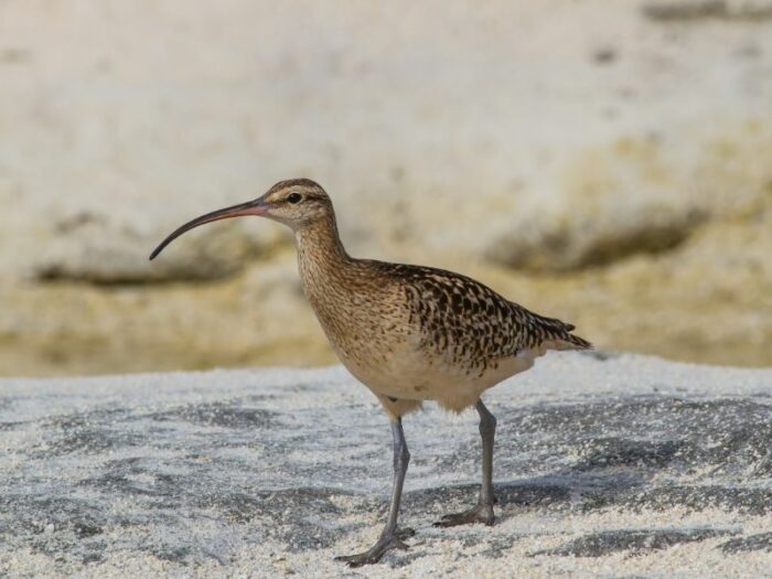 Ultimate Oahu Birding Experience | Hawaii Bird Tours