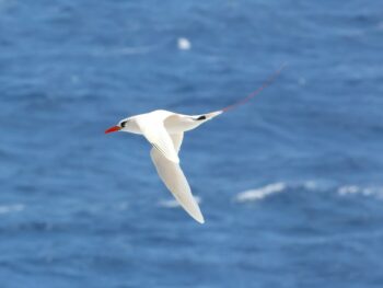 Ultimate Oahu Birding Experience | Hawaii Bird Tours